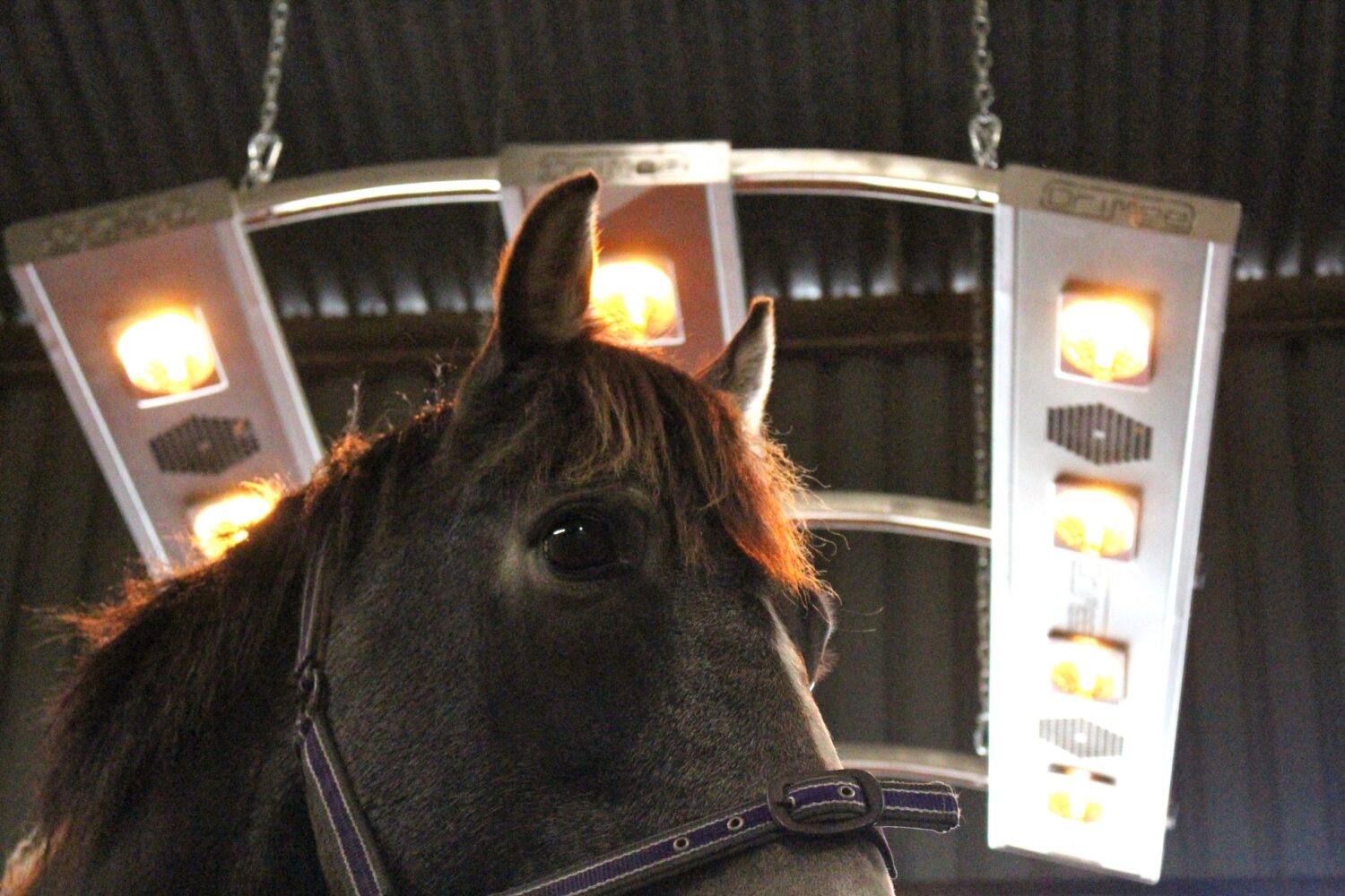 Solarium Resources - Animal Therapeutics