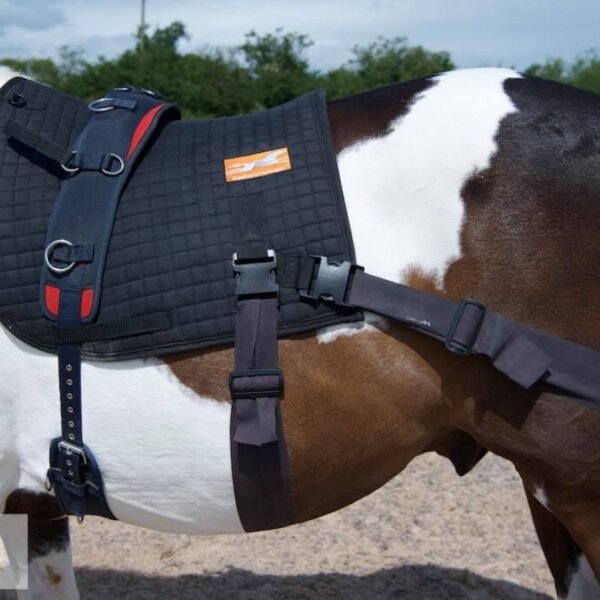 How to fit the Equiband Pro® - Animal Therapeutics