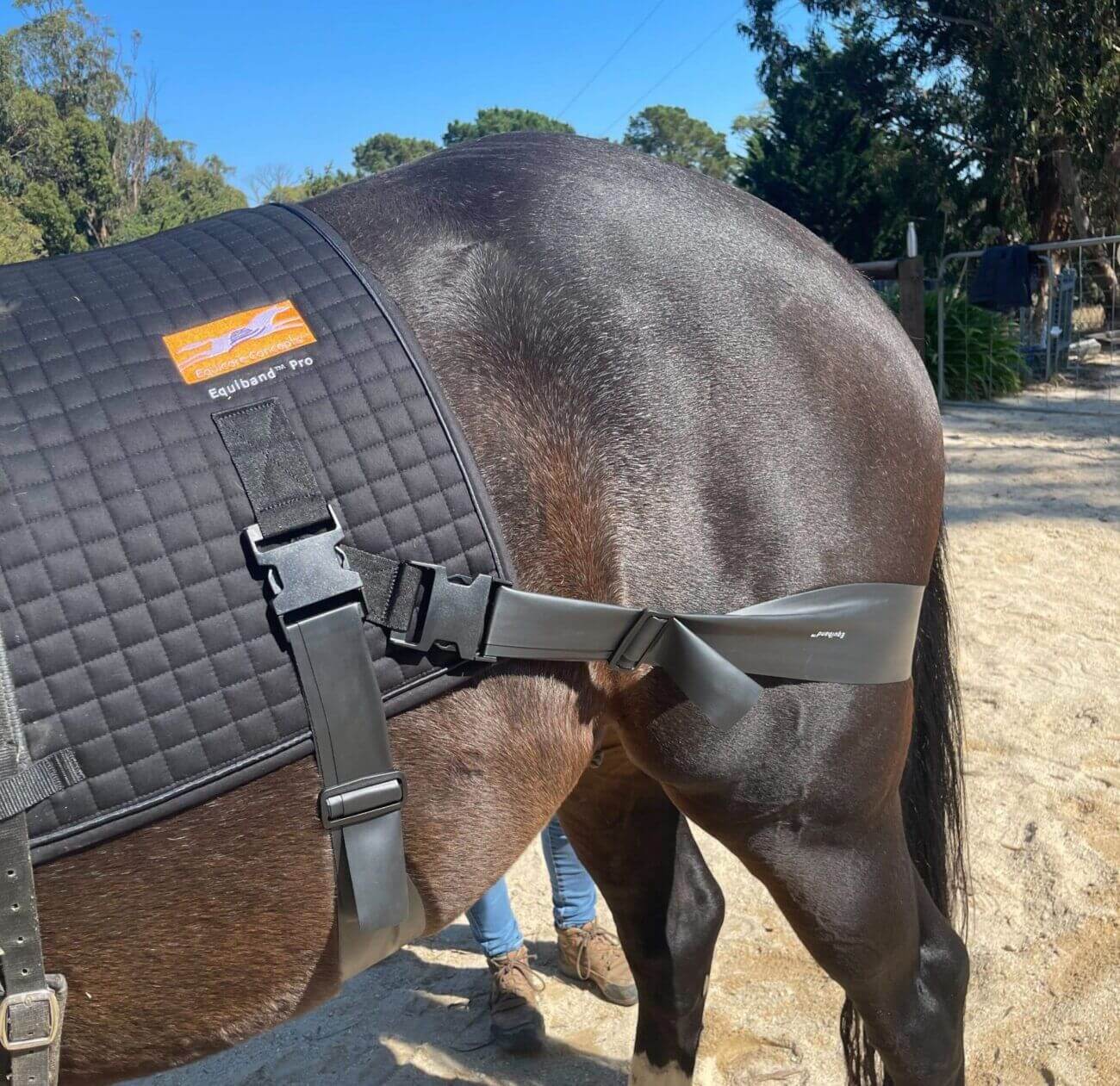 How to fit the Equiband Pro® - Animal Therapeutics