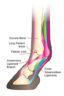 Sesamoid Fractures In Horse: Understanding Diagnosis, Treatment, and ...