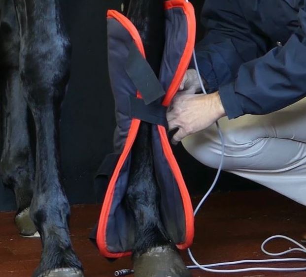 Equiband Pro System - Animal Therapeutics