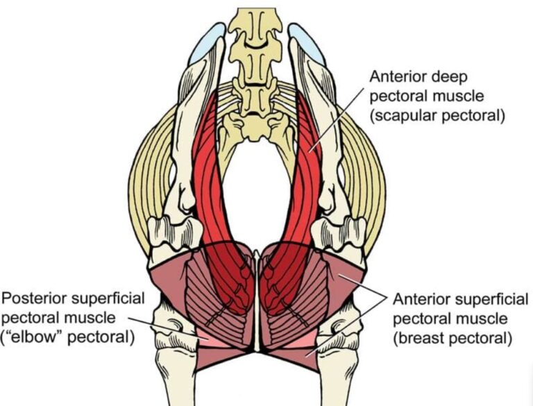 Pectoral Injuries In Horses - Symptoms & Treatments