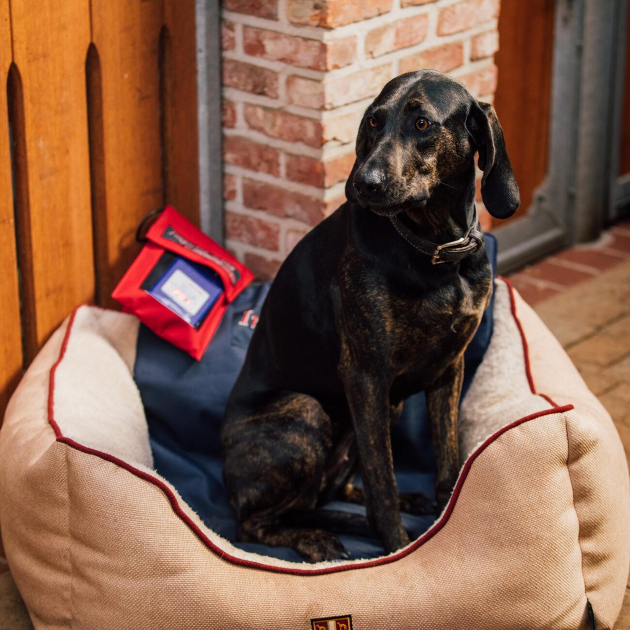 PEMF Therapy For Dogs - Health Benefits & Applications
