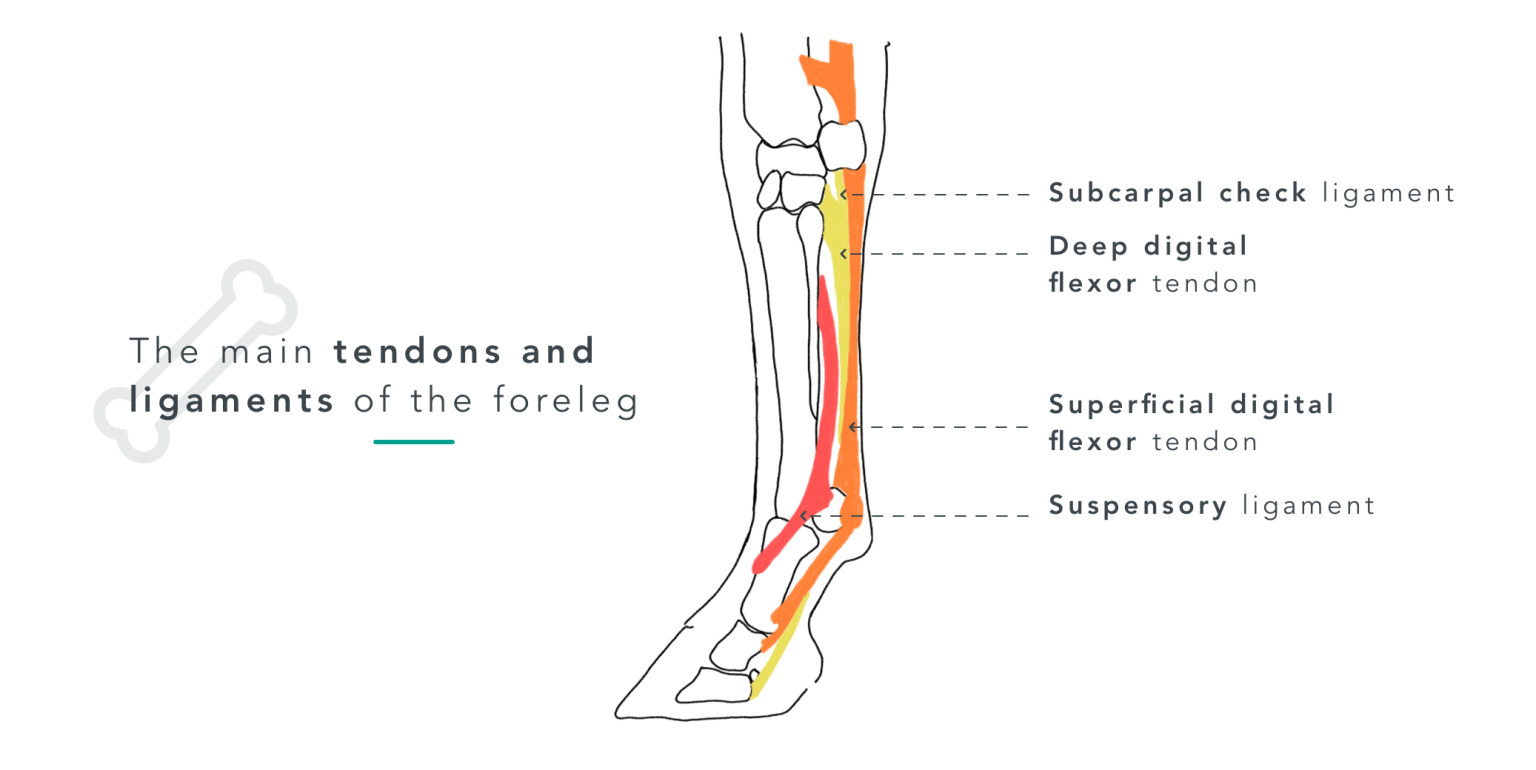 Deep Digital Flexor Tendon Injury in Horses - Symptoms & Treatments